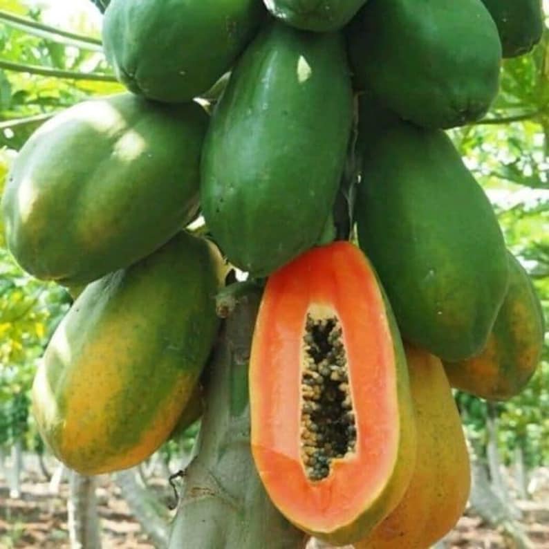 Papaya Holland 15 Seeds - Etsy