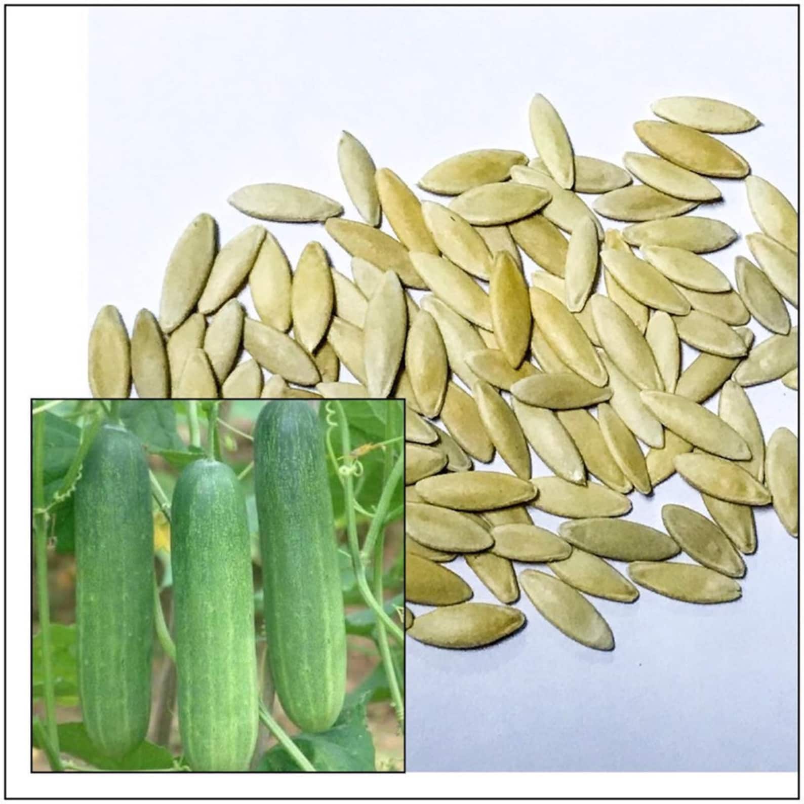 Cucumber Seeds - Etsy