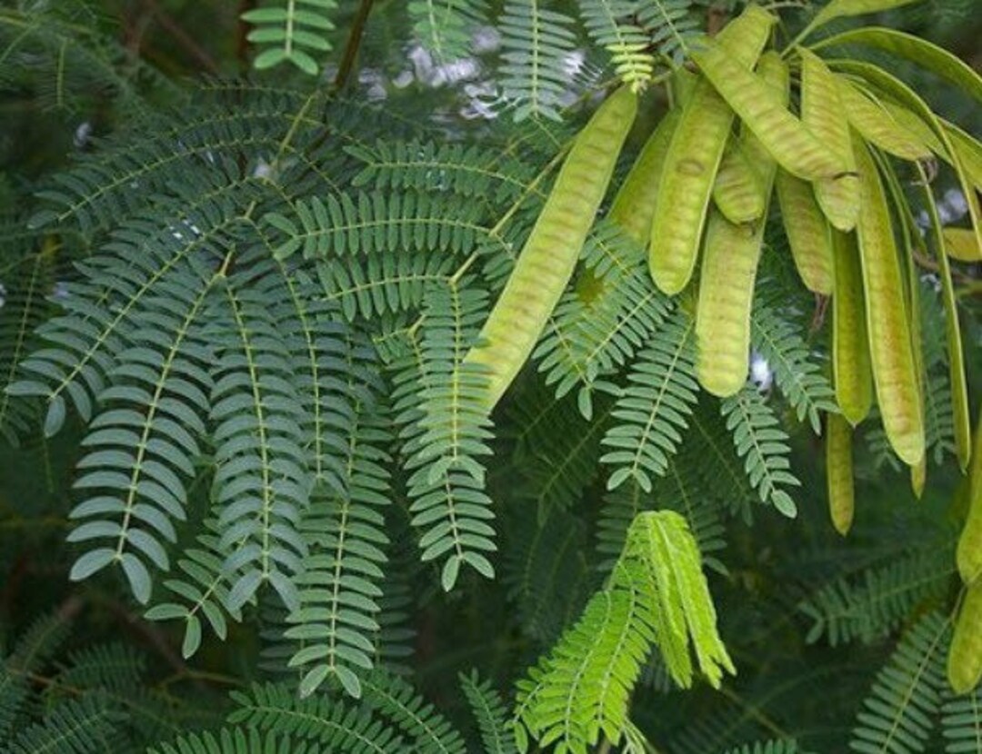 Seeds for Planting, Leucaena Leucocephala White Leadtree, Lead Tree - Etsy