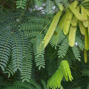 Seeds for Planting, Leucaena Leucocephala White Leadtree, Lead Tree - Etsy