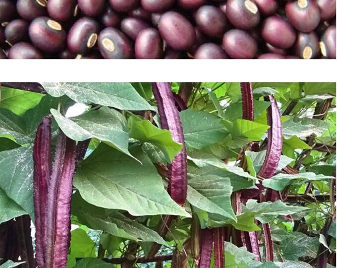 Purple Winged Bean Seed | Thai Purple Winged Bean Seed - Etsy
