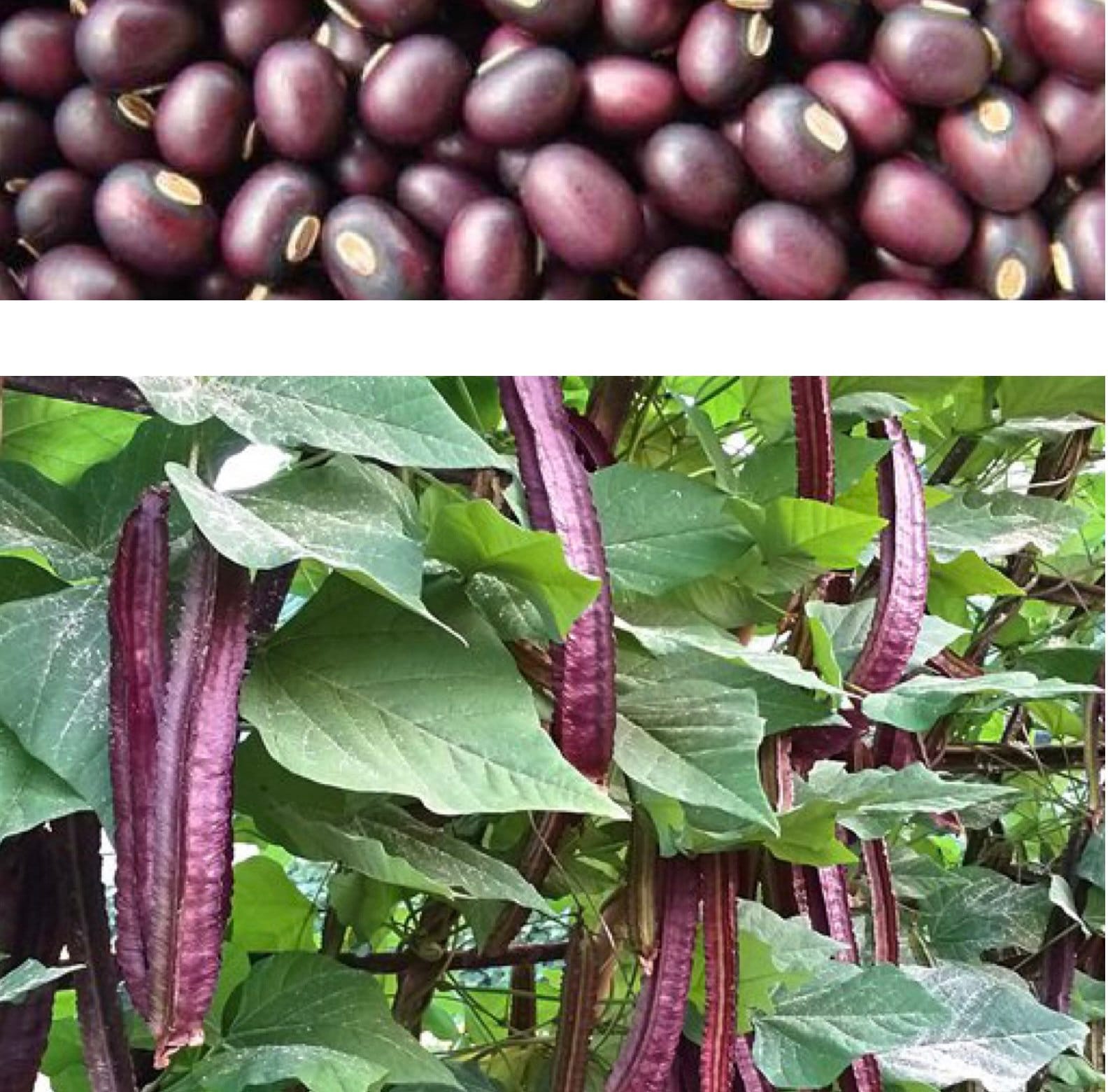 Purple Winged Bean 12 Seeds - Etsy
