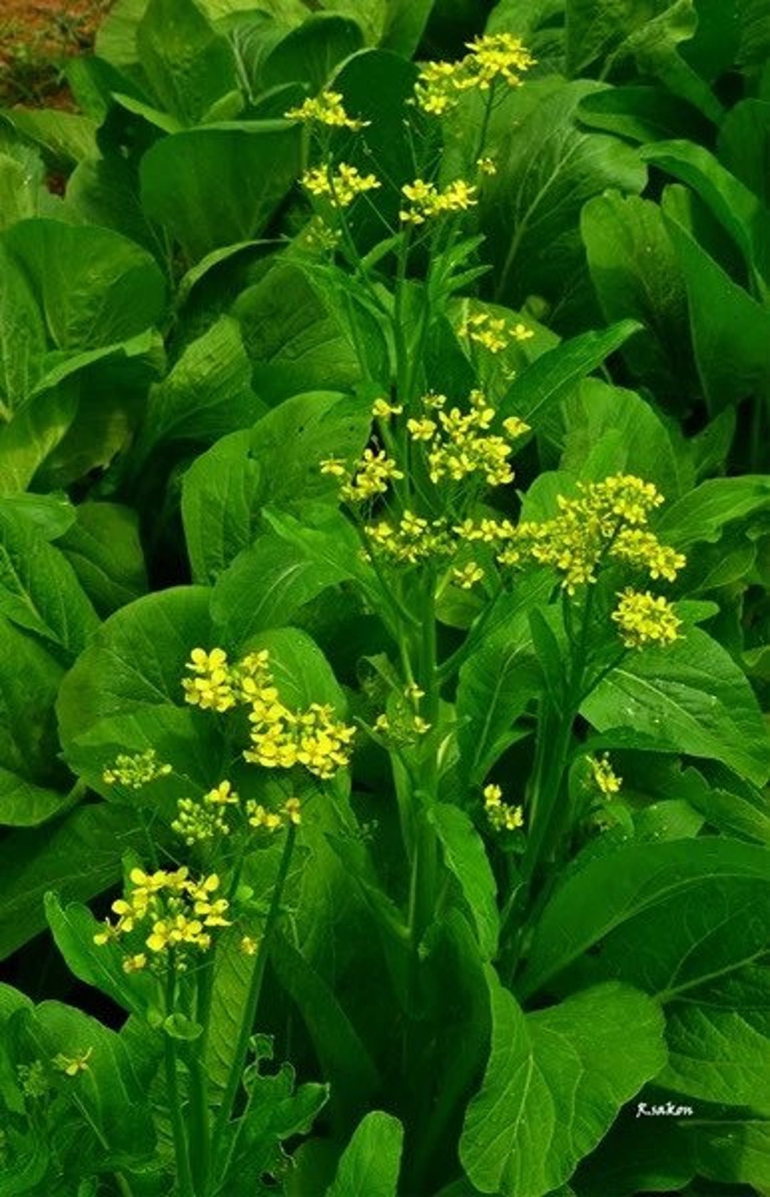 Green Flowering Pak Choy Seeds - Etsy