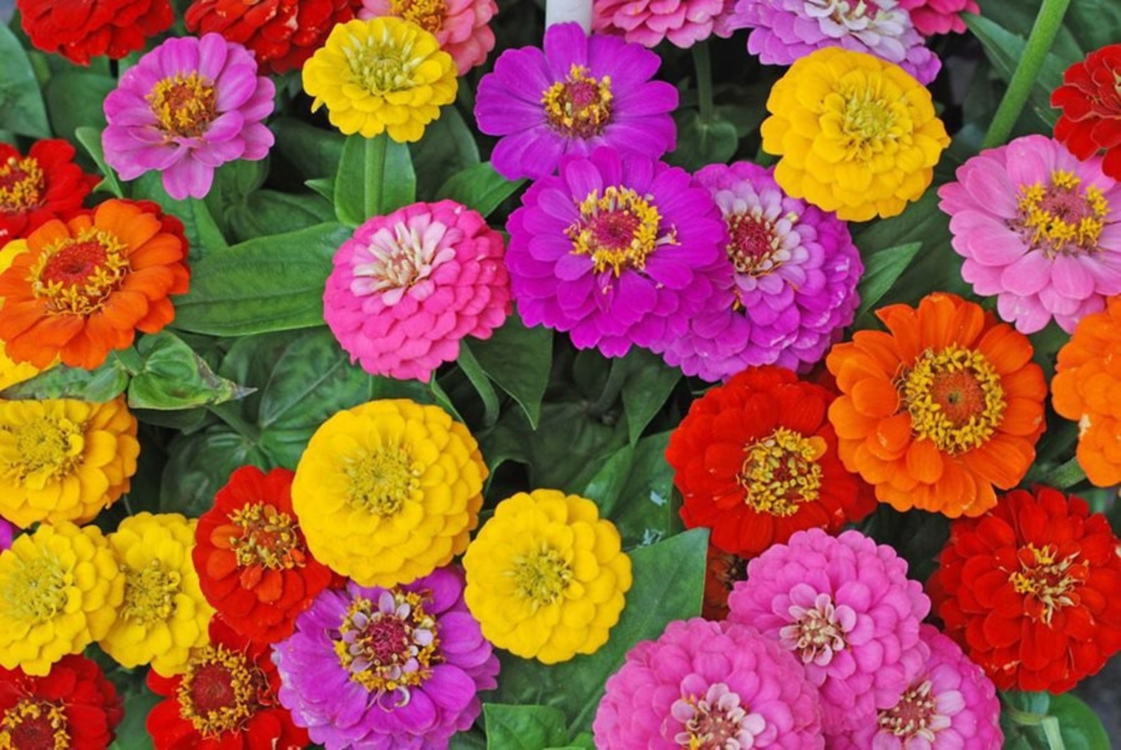 Zinnia Mixed Colors Seeds - Etsy
