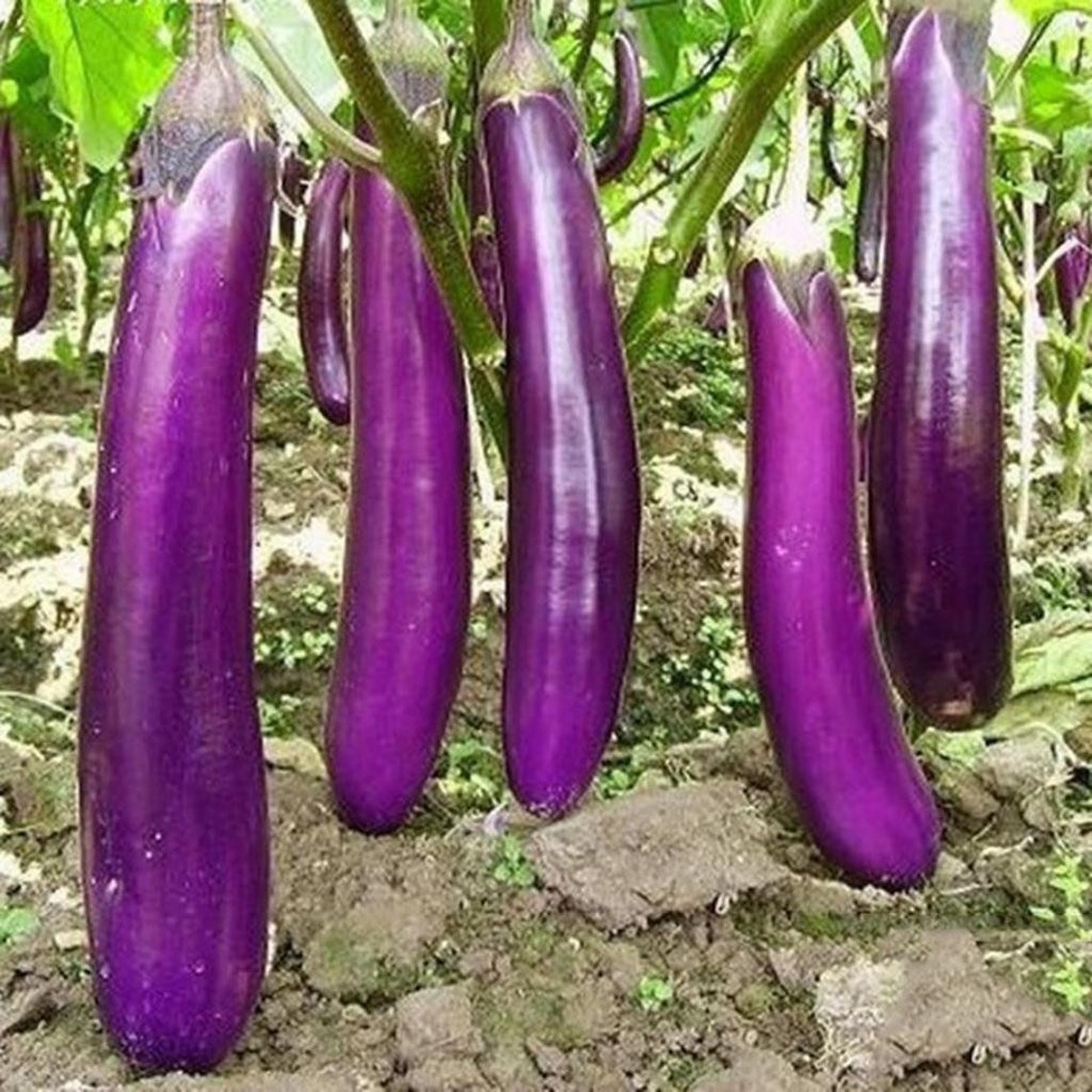 Eggplant Or Purple At Melinda Garcia Blog