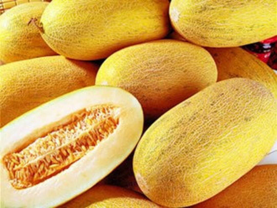 Hami Melon - Seeds - Hybrid Hami Sweet - Etsy