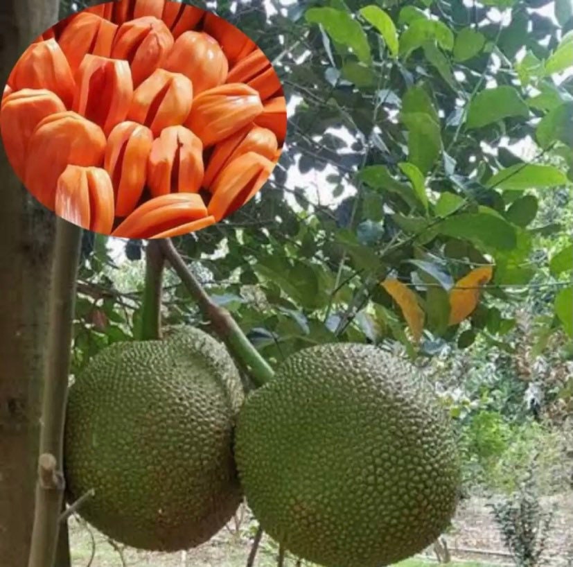 2 Live Orange Jackfruits Plants - Etsy
