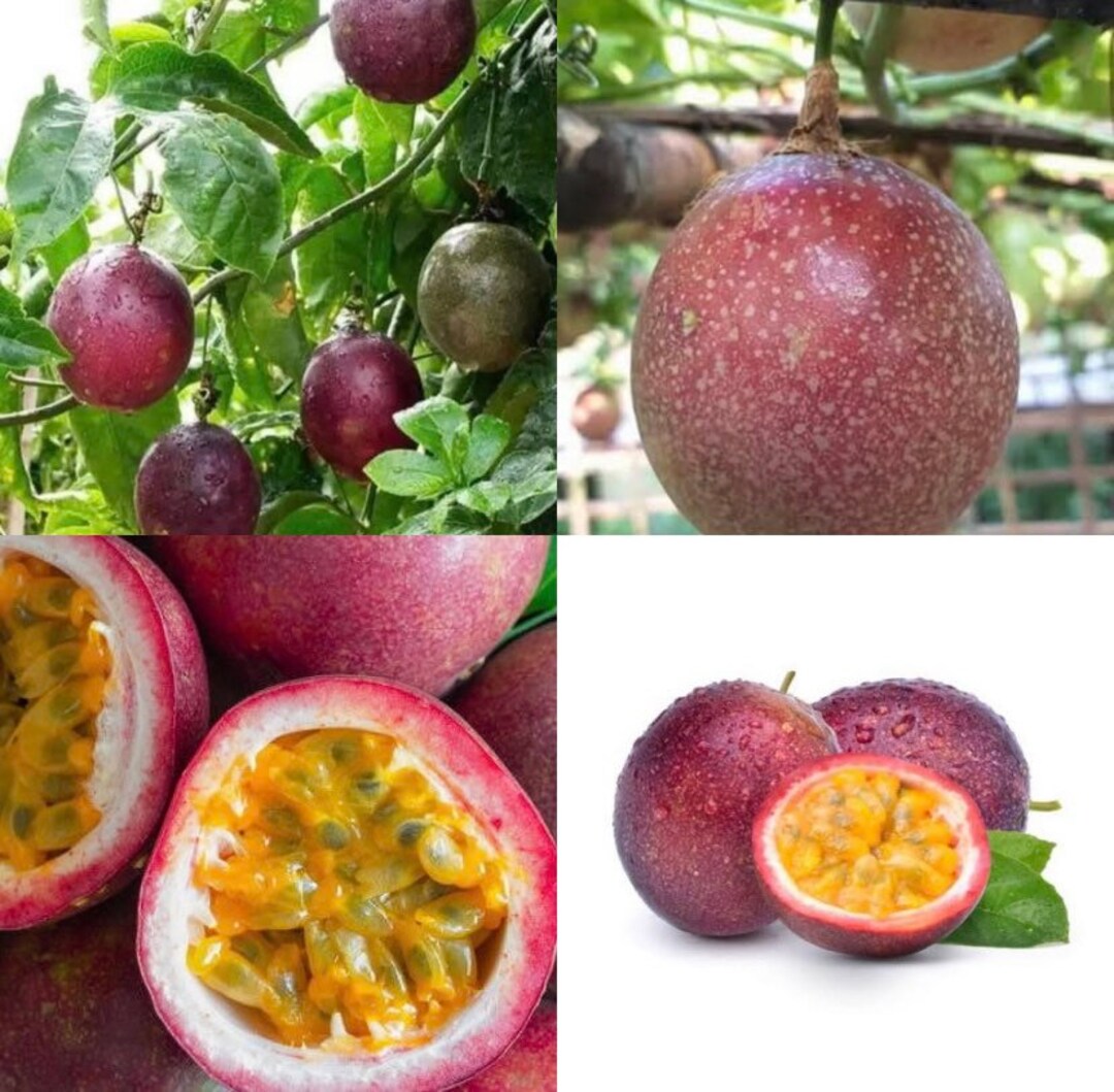 Purple Passion Fruit Seeds - Etsy