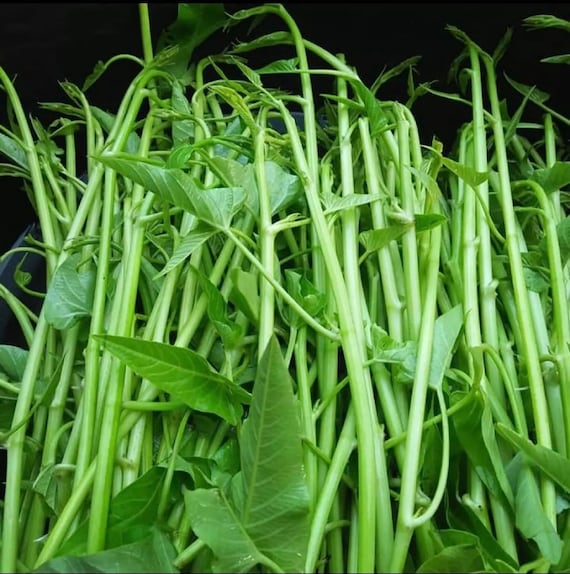 Thai Water Spinach thai Pak Boong Yentafo | Etsy