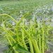 Thai Water Spinach thai Pak Boong Yentafo - Etsy