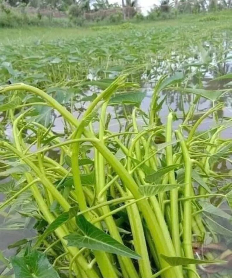Thai Water Spinach (thai Pak Boong) Yentafo - Etsy