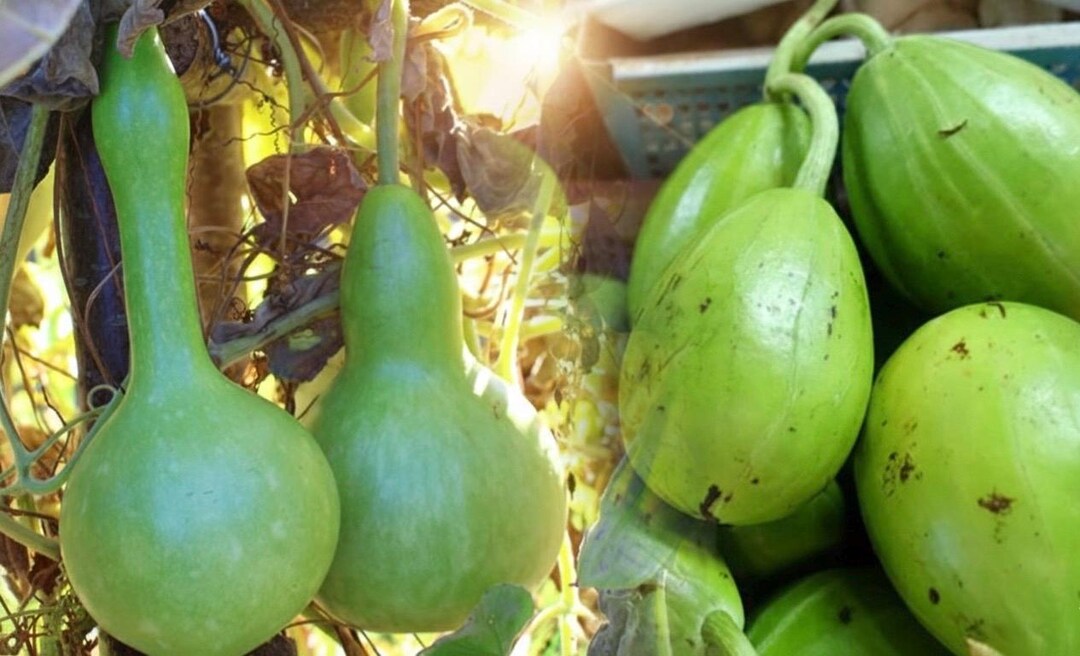 Round Gourd 5 Seeds - Etsy