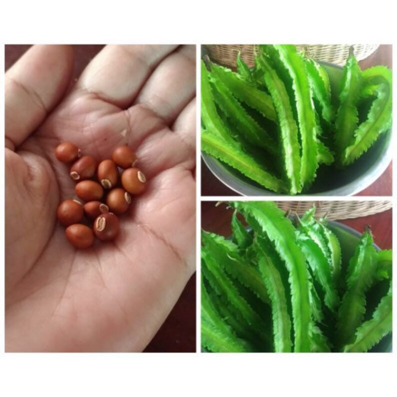 Wing Bean Seeds - Etsy
