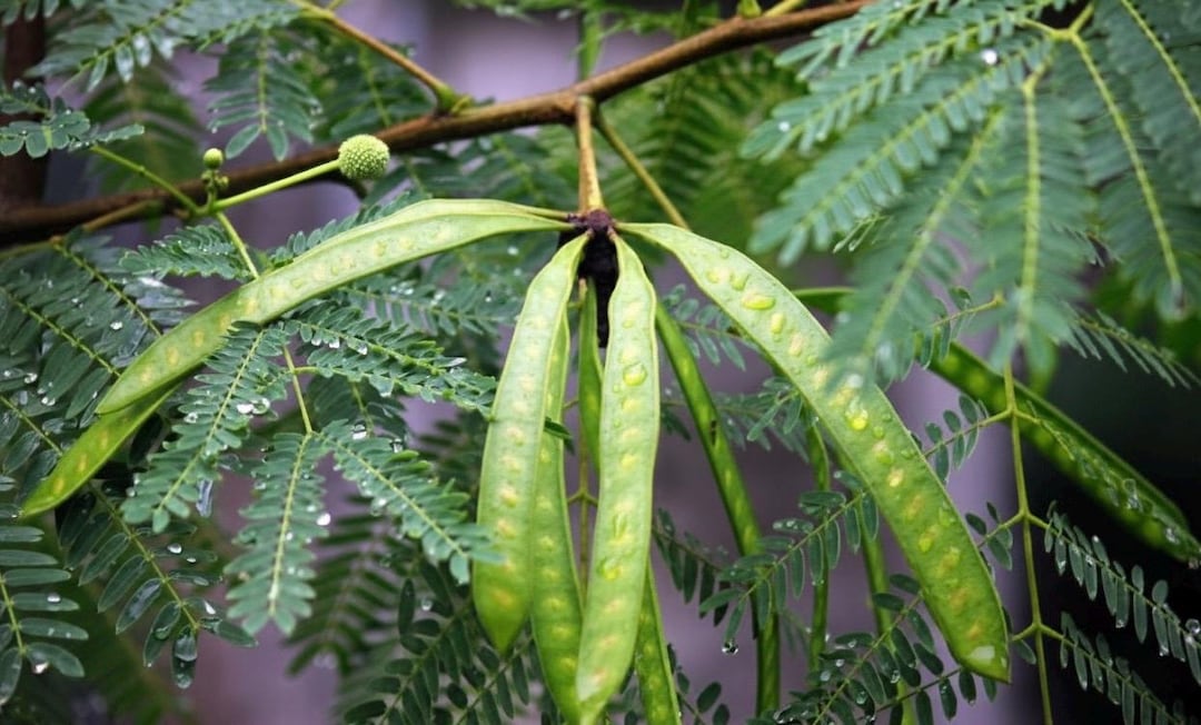 Seeds for Planting, Leucaena Leucocephala White Leadtree, Lead Tree - Etsy