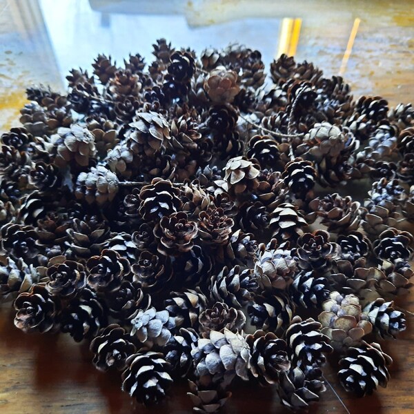 Hemlock Pine Cones - Etsy