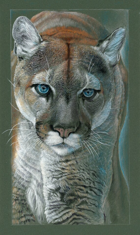 How To Draw A Mountain Lion