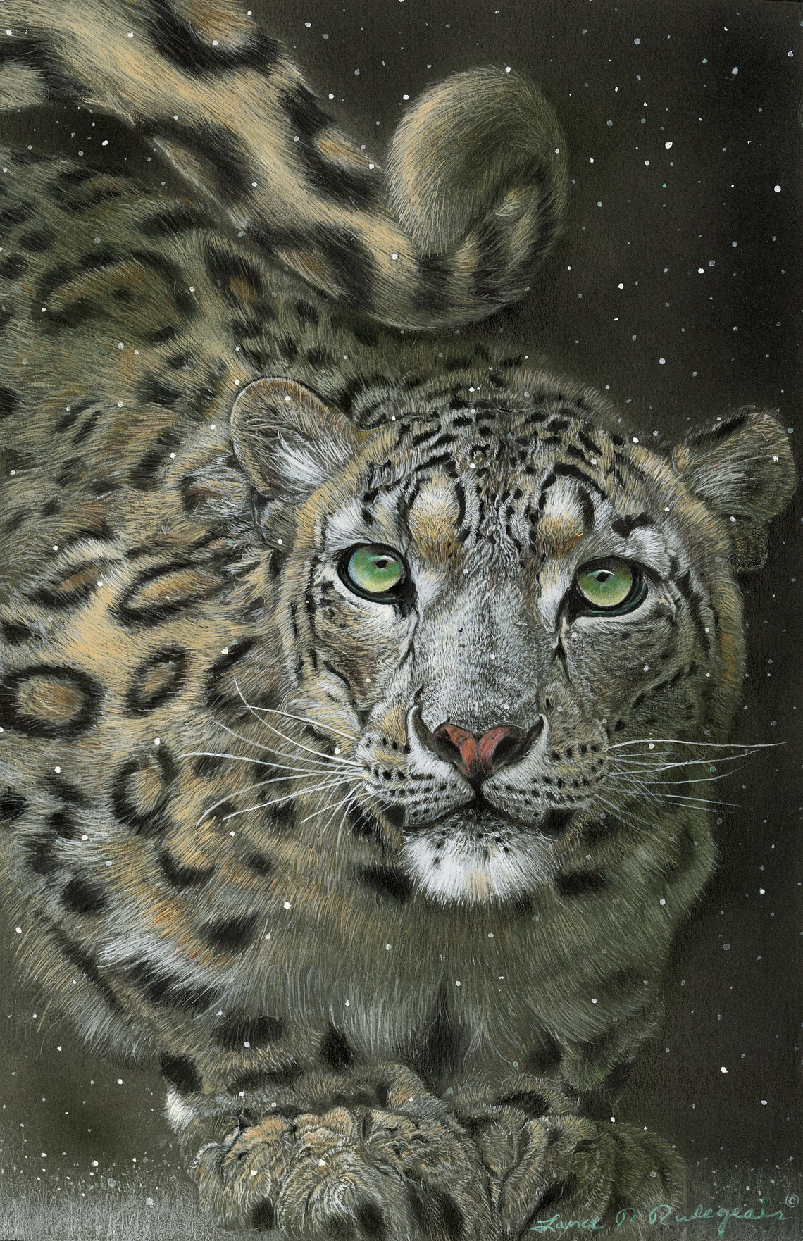 Snow Leopard Art - “christmas Snow Leopard” - Limited Edition Fine Art ...