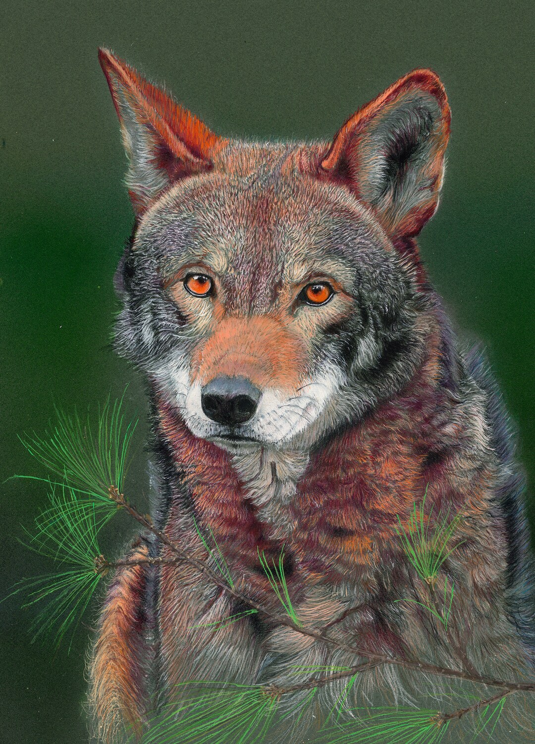 Red Wolf - Limited Edition Fine Art Print - Etsy