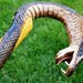 Black Cobra Hand Carving Wooden Walking Handmade 37" Sticks Unique ...