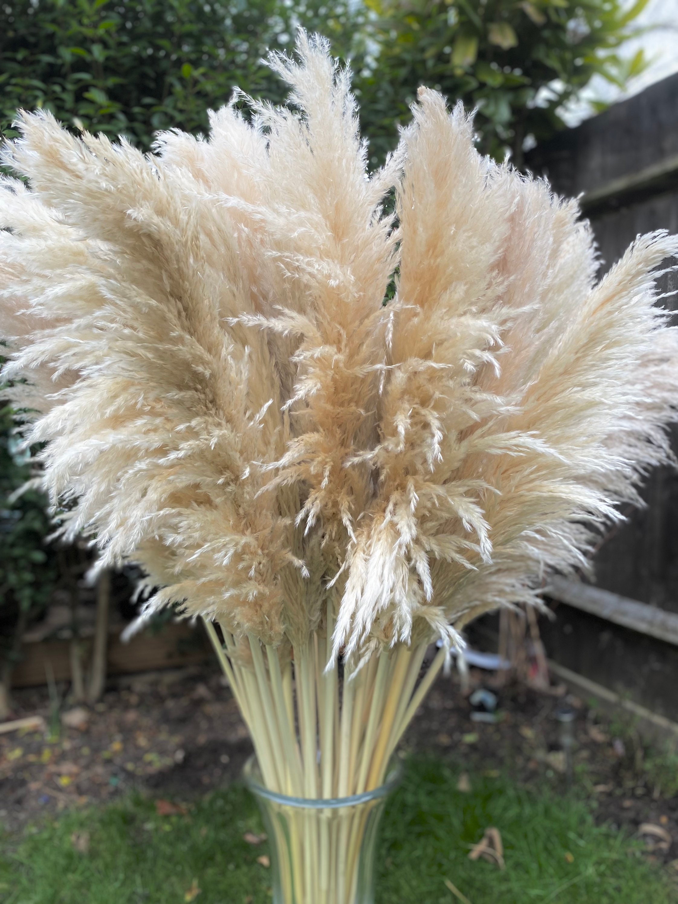SALE. Tall Pampas Grass 115-120cm Wedding.dry Floral for Home - Etsy UK