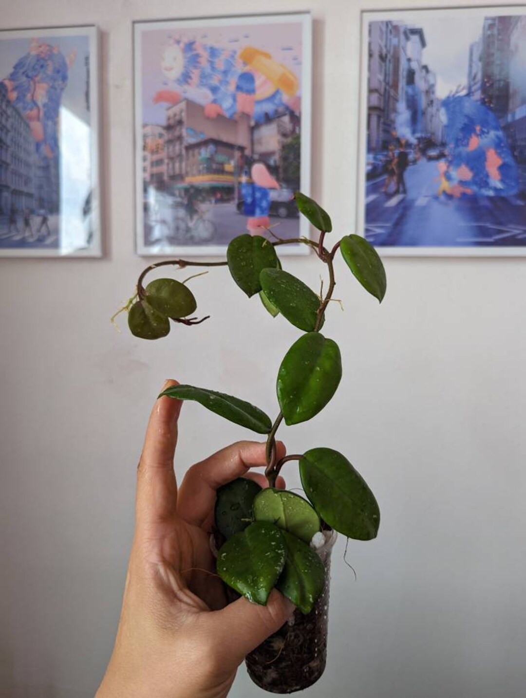 Hoya Cv Millie Well Rooted Full Plant - Etsy