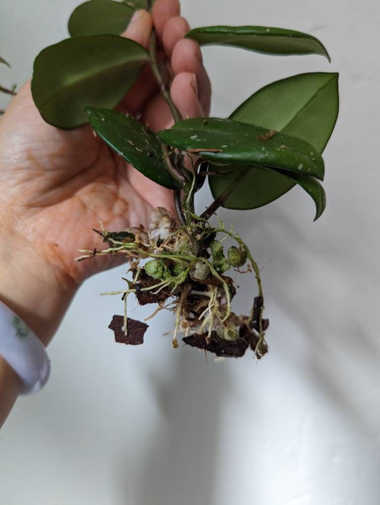 Hoya Cv Millie Well Rooted Full Plant - Etsy