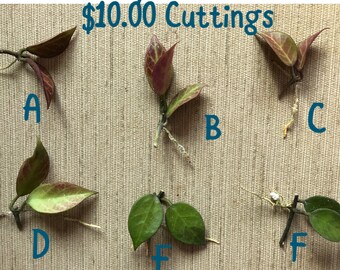 Hoya Plant Cutting | Etsy