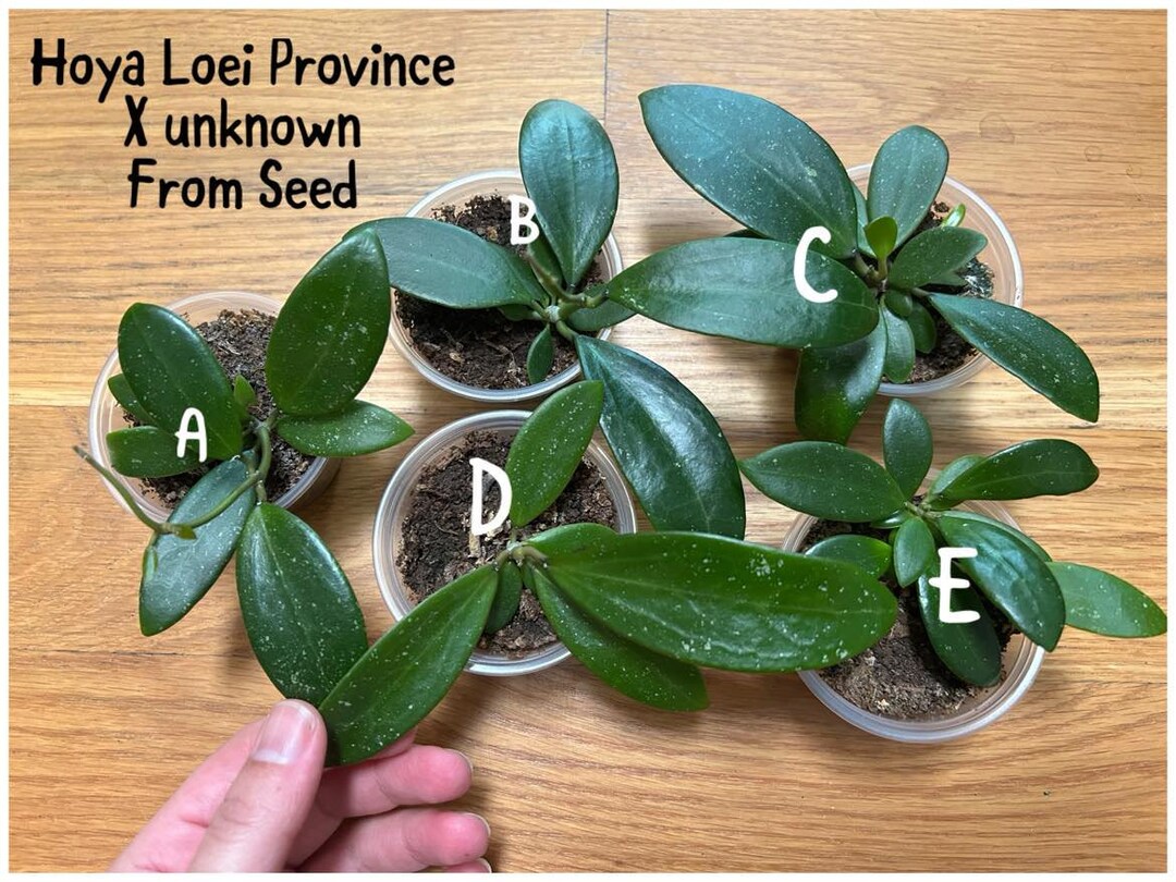 Hoya Loei Province X Unknown Hybrid Seedlings, First Offering Ever, US ...