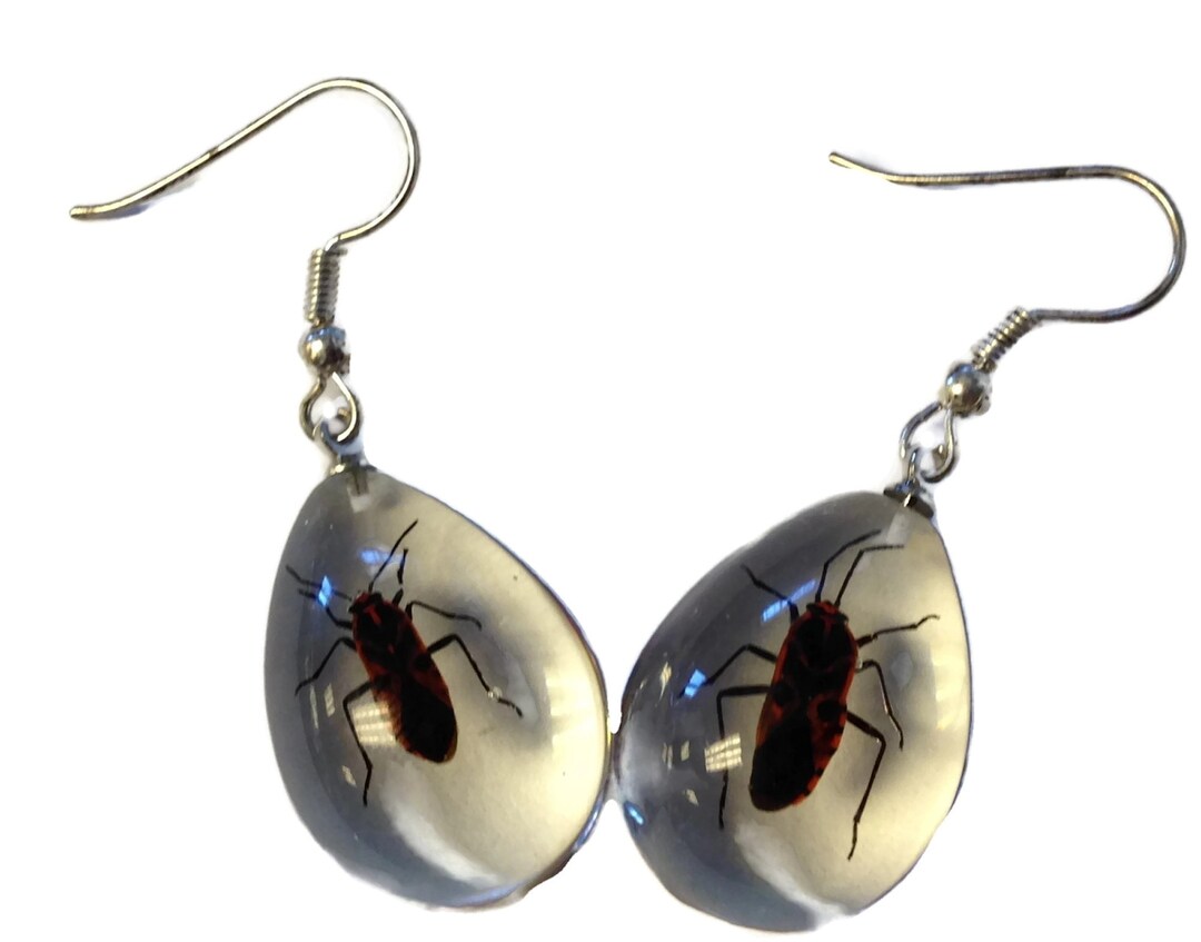 Real Beetle Bug Insect Incased in Clear Acrylic Resin Teardrop Shape ...