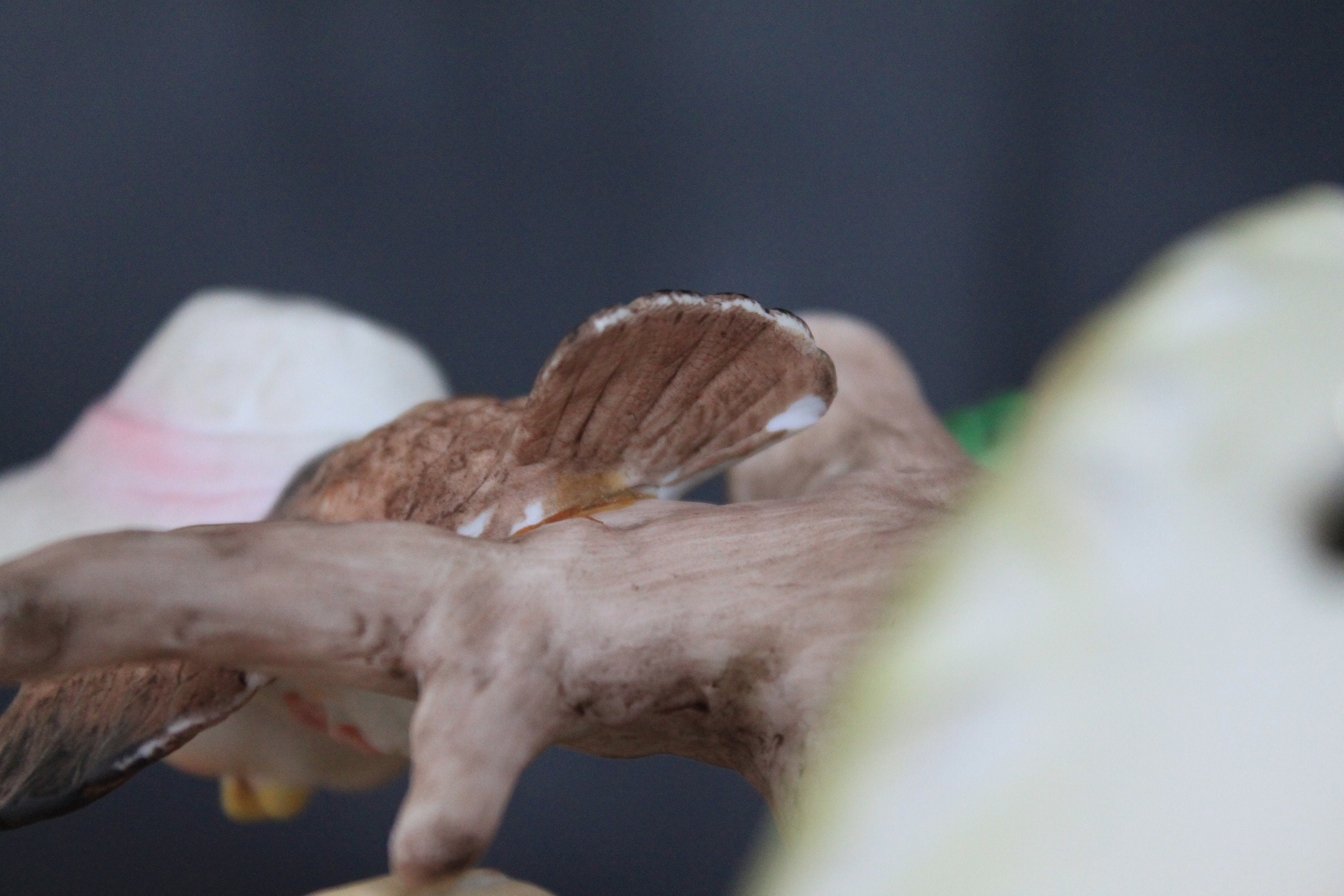 Vintage Bird Music Box Anthropomorphic Mom Robin With Baby | Etsy