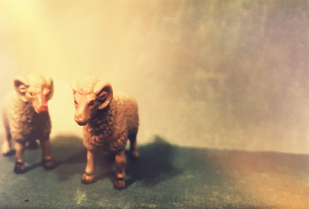 Toy Sheep Photo - Etsy