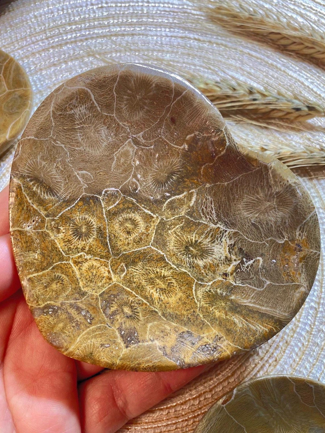 Hexagonaria Fossil Coral Plate Heart Shaped Jewelry Holder Gem Holder ...