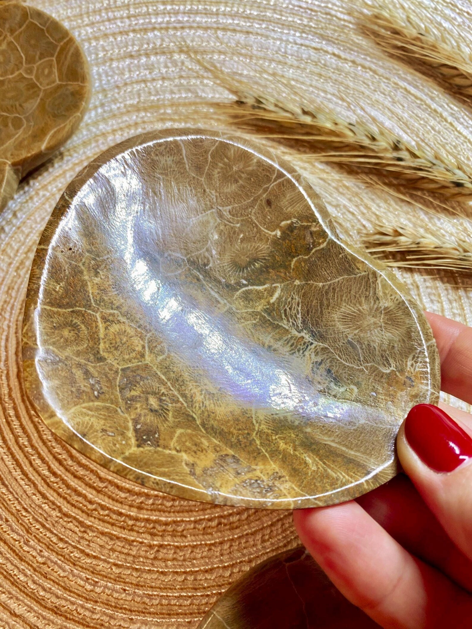 Hexagonaria Fossil Coral Plate Heart Shaped Jewelry Holder Gem Holder ...