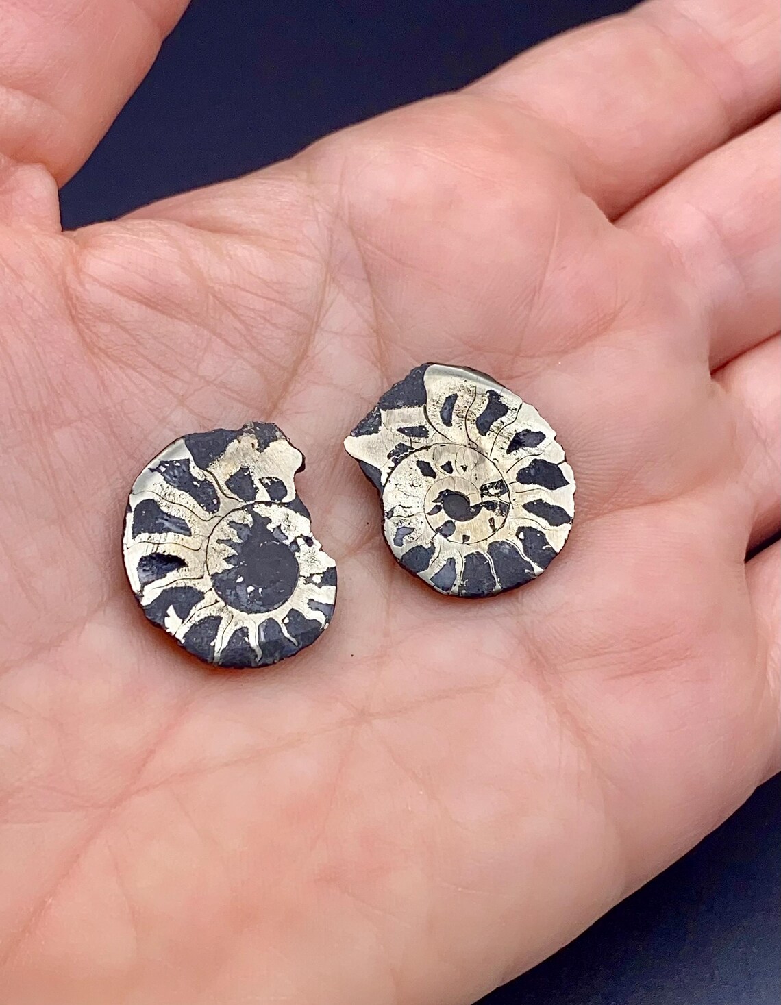 Pyritized Ammonite Fossil Pairs | Pyrite Ammonite Polished Pair ...