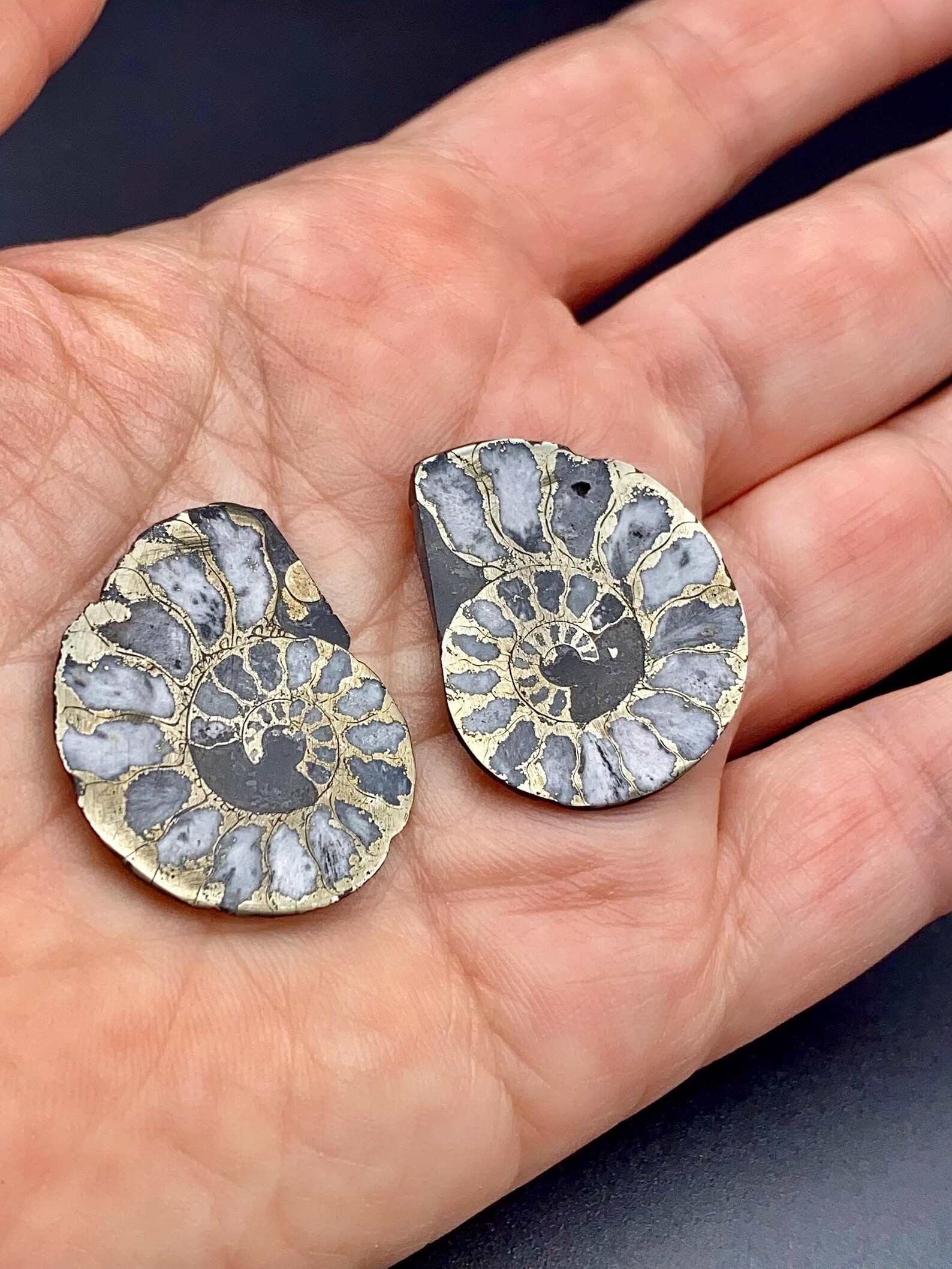 Pyritized Ammonite Fossil Pairs | Pyrite Ammonite Polished Pair ...