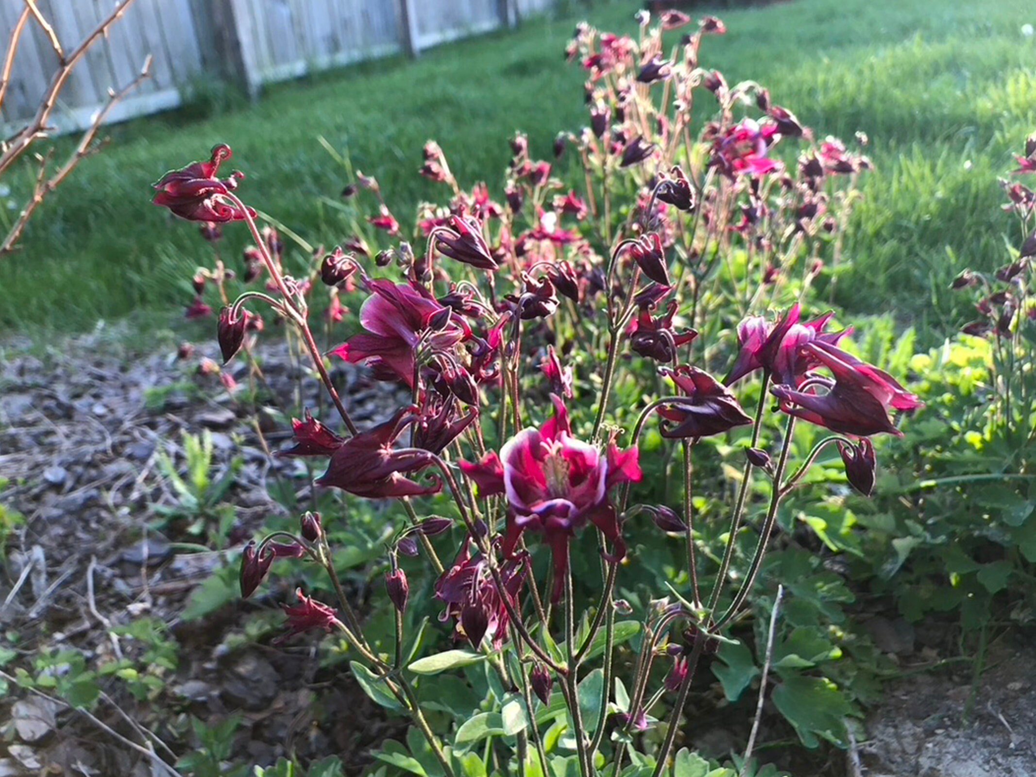 Columbine Seeds - Open Pollinated - Flower Seeds - Etsy