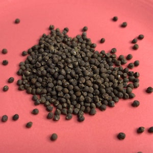 Light Pink Hibiscus Seeds - Swamp Marrow - Rose Marrow - Open ...