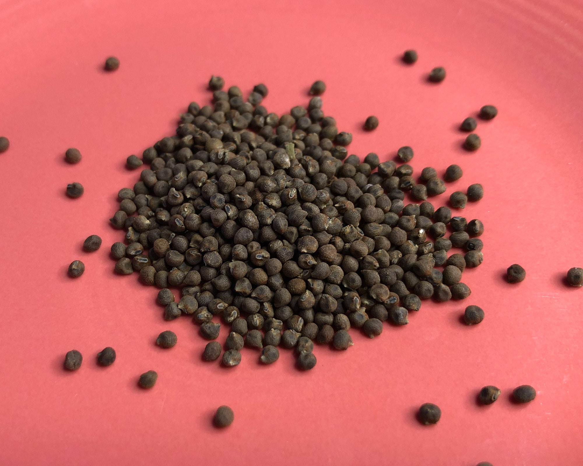 Light Pink Hibiscus Seeds - Swamp Marrow - Rose Marrow - Open ...
