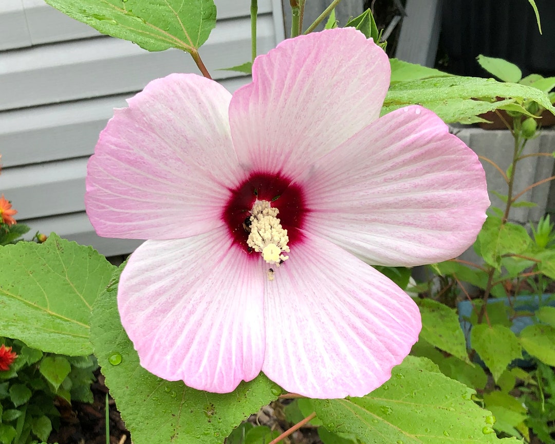 Light Striped Pink Hibiscus Flower Seeds - Swamp Marrow - Etsy