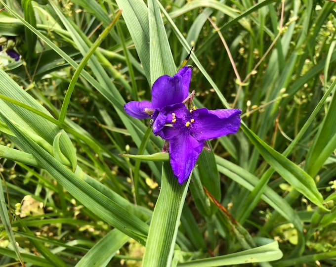Spiderwort Seed Mix Ohio Spiderwort Native Plant Seeds - Etsy