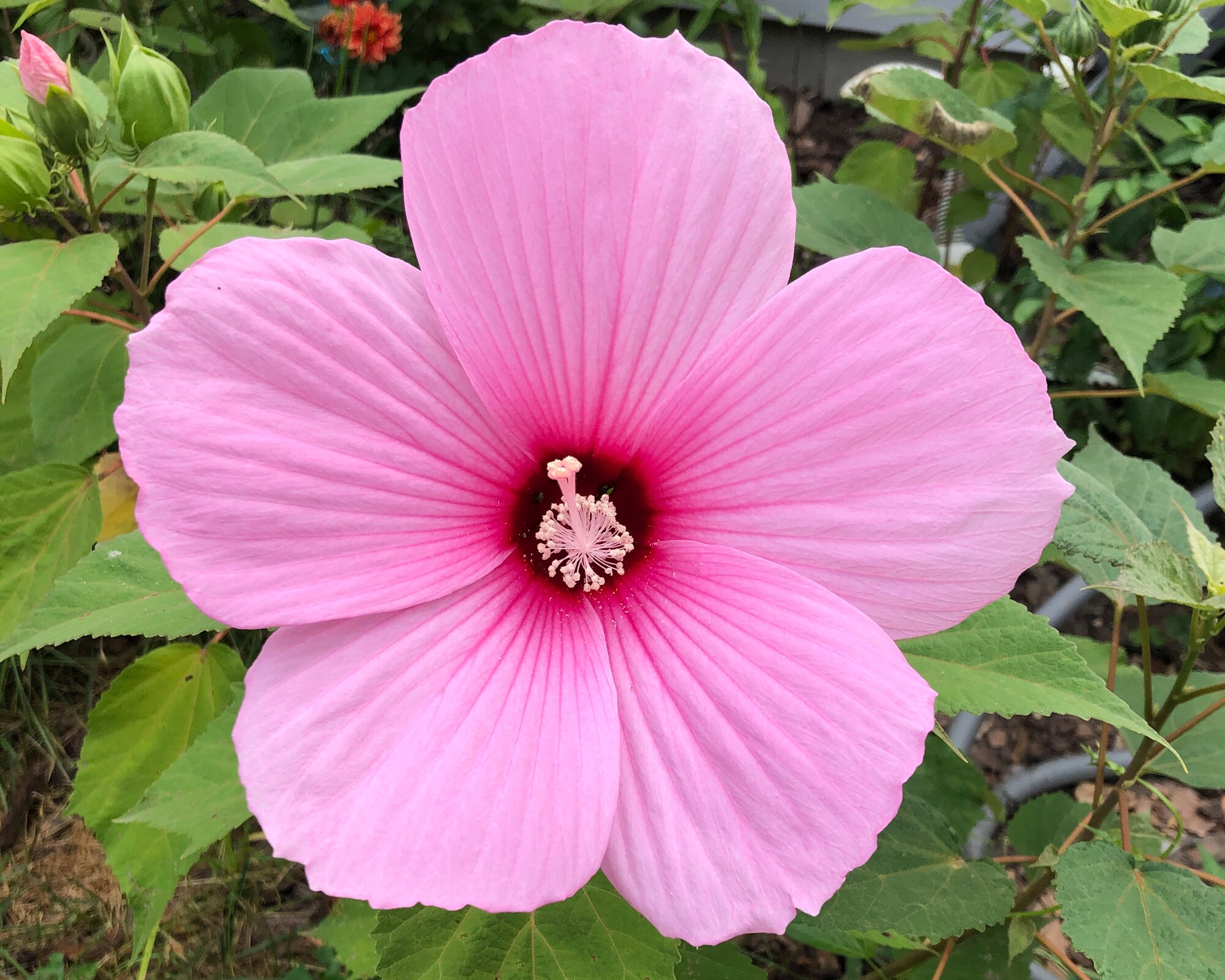 Light Pink Hibiscus Seeds - Swamp Marrow - Rose Marrow - Open ...