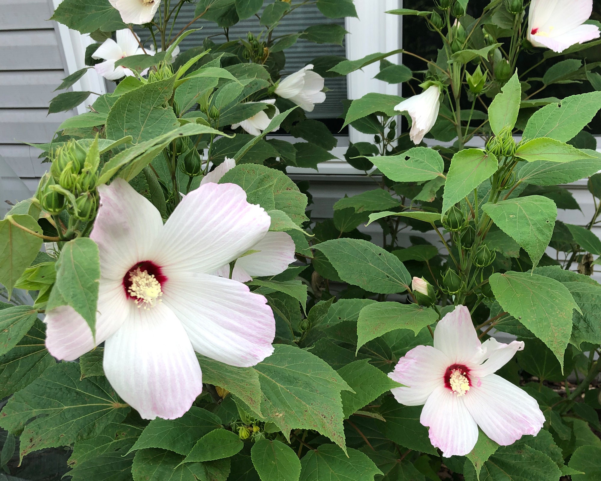 White - Rose Mallow - Hibiscus - Swamp Rose Mallow - Organic Seeds ...