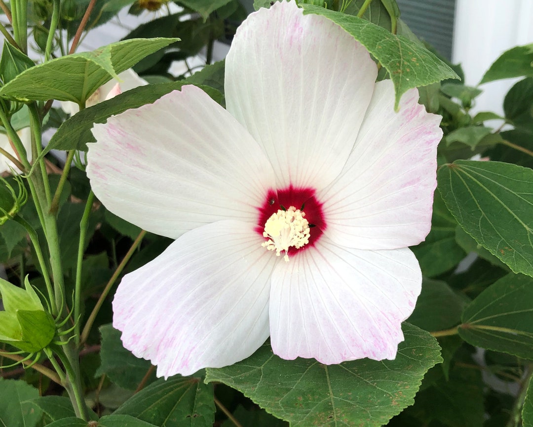 White - Rose Mallow - Hibiscus - Swamp Rose Mallow - Organic Seeds ...