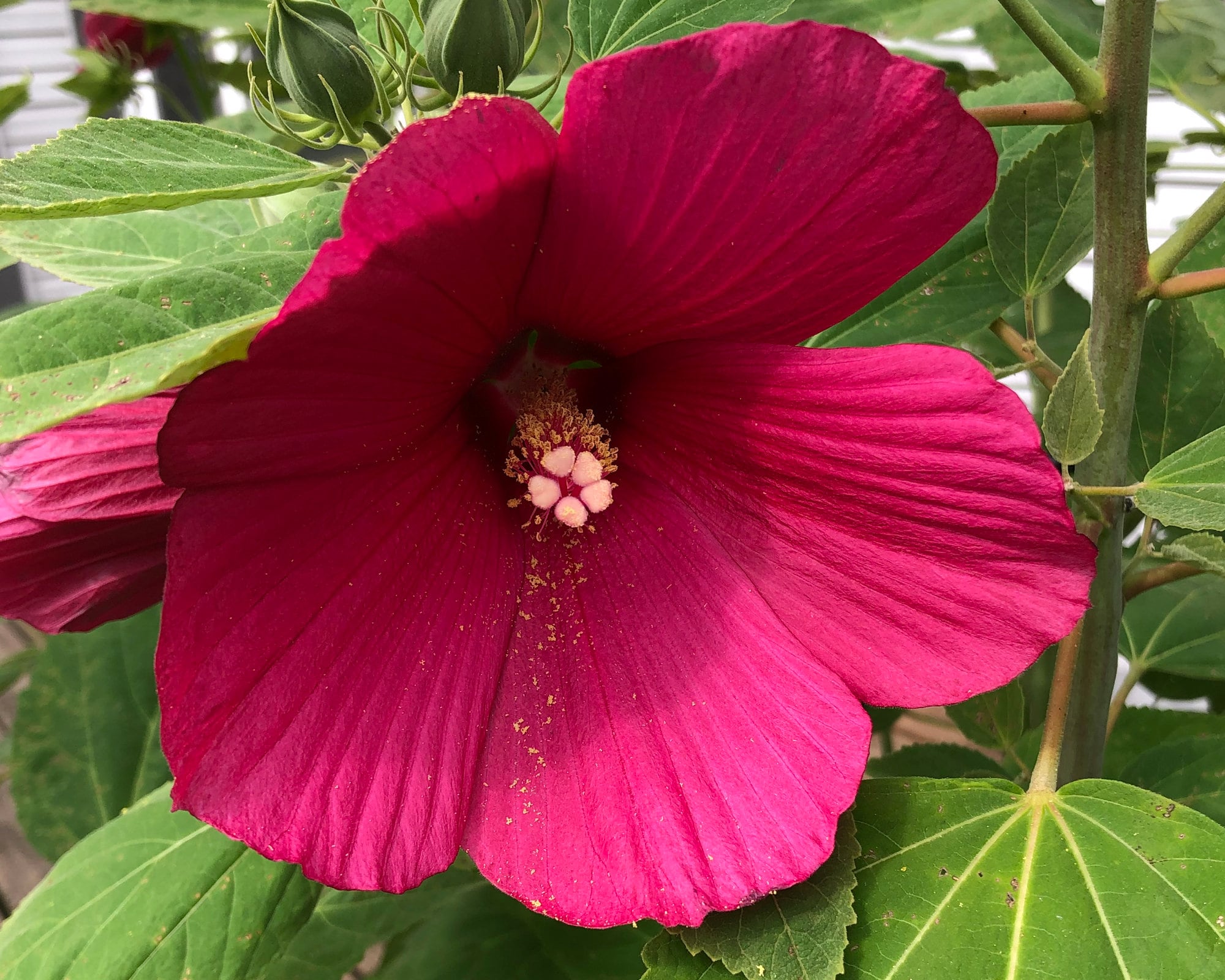 Pink - Rose Mallow - Hibiscus - Swamp Rose Mallow - Organic Seeds ...