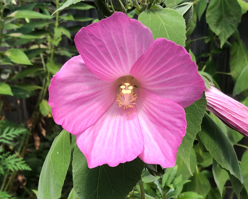 Light Pink Hibiscus Seeds - Swamp Marrow - Rose Marrow - Open ...