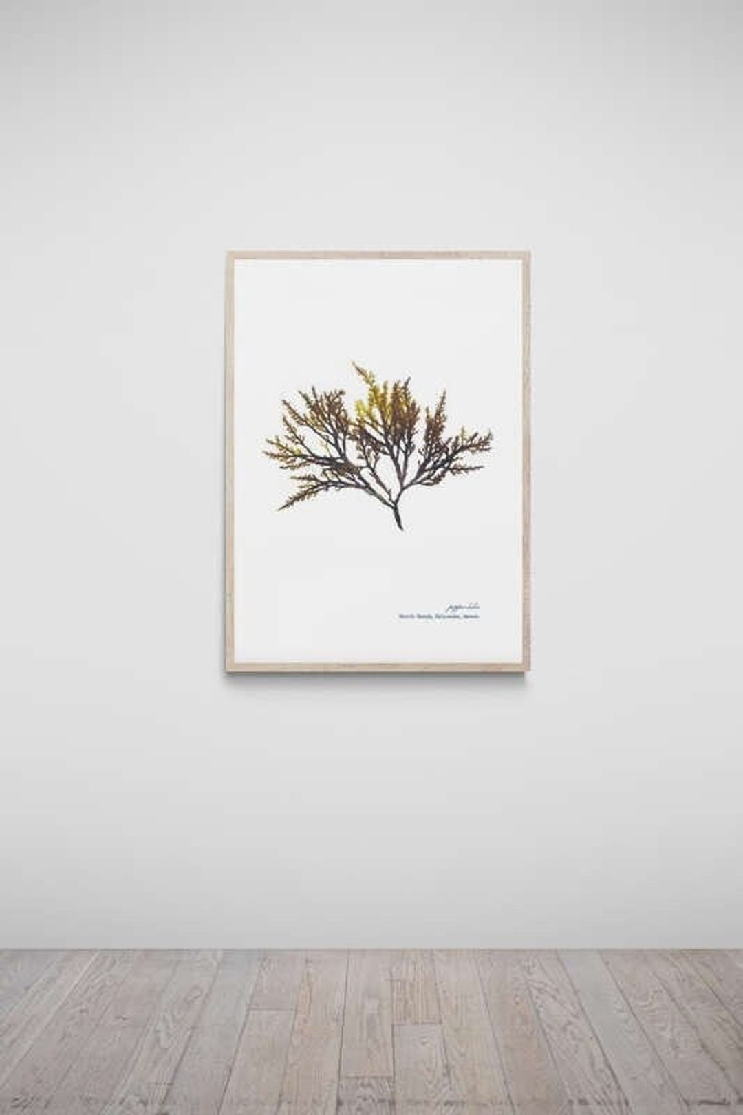 Pepper Dulse Hand Pressed Seaweed Print Salcombe Botanical - Etsy UK