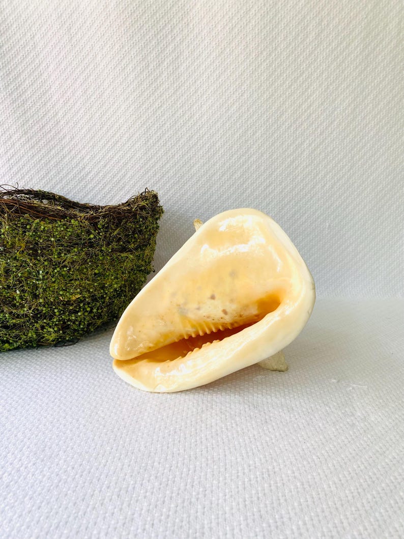 Queen Helmet Conch Shell - Etsy