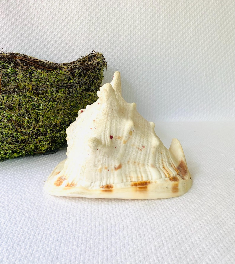 Queen Helmet Conch Shell - Etsy