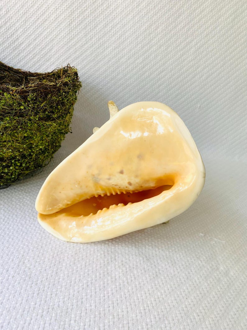 Queen Helmet Conch Shell - Etsy