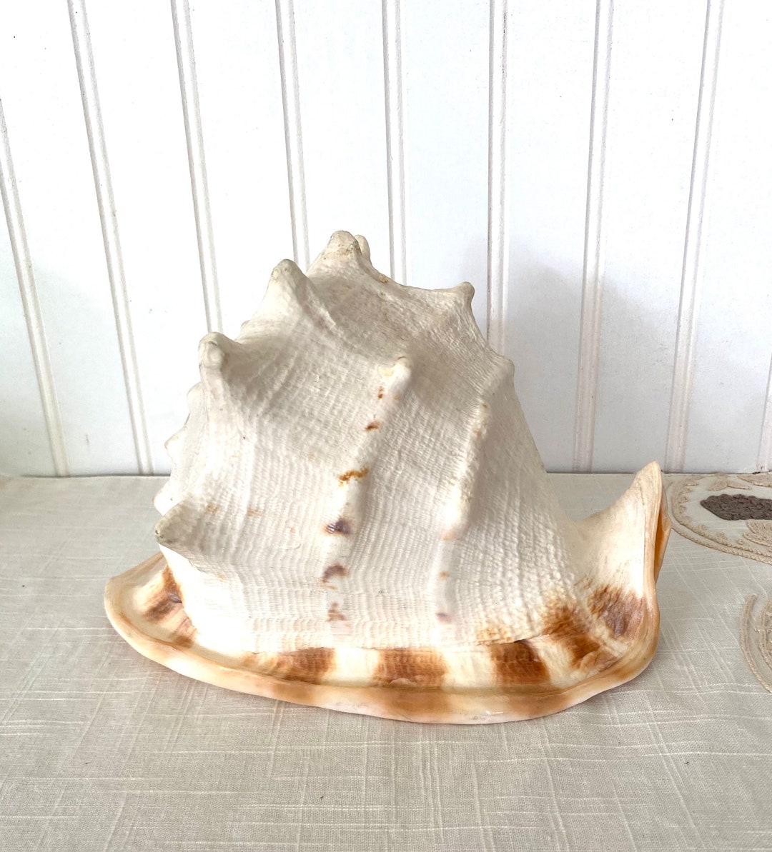 Large Horned Queen Helmet Seashell - Etsy